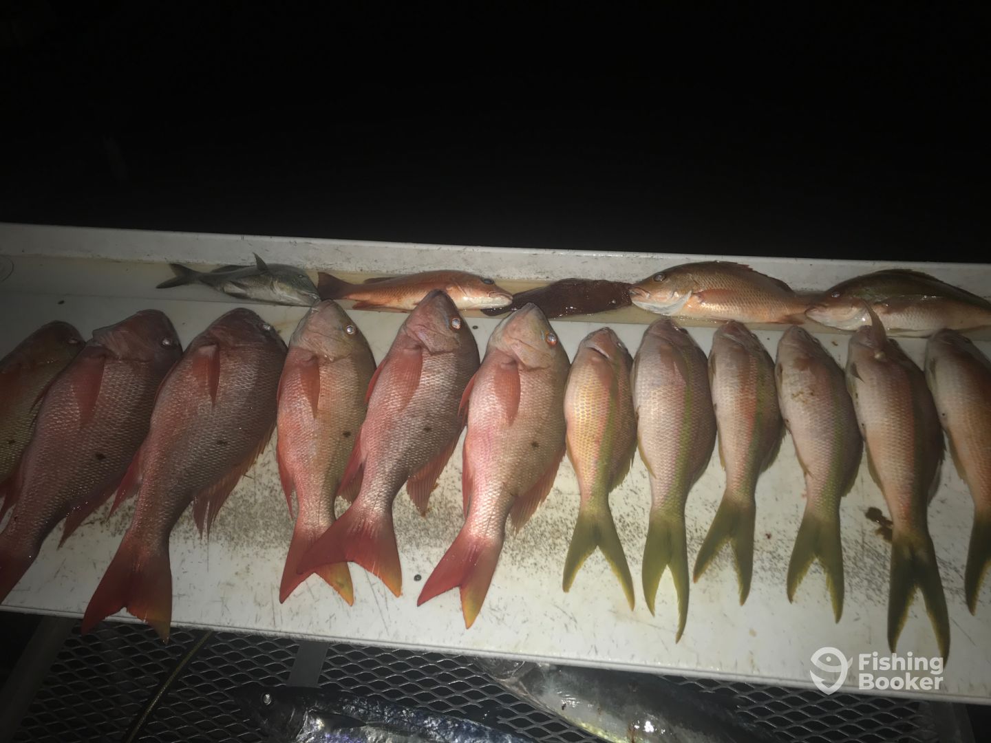 Bulldog Fishing Charters - Updated 2026 Prices