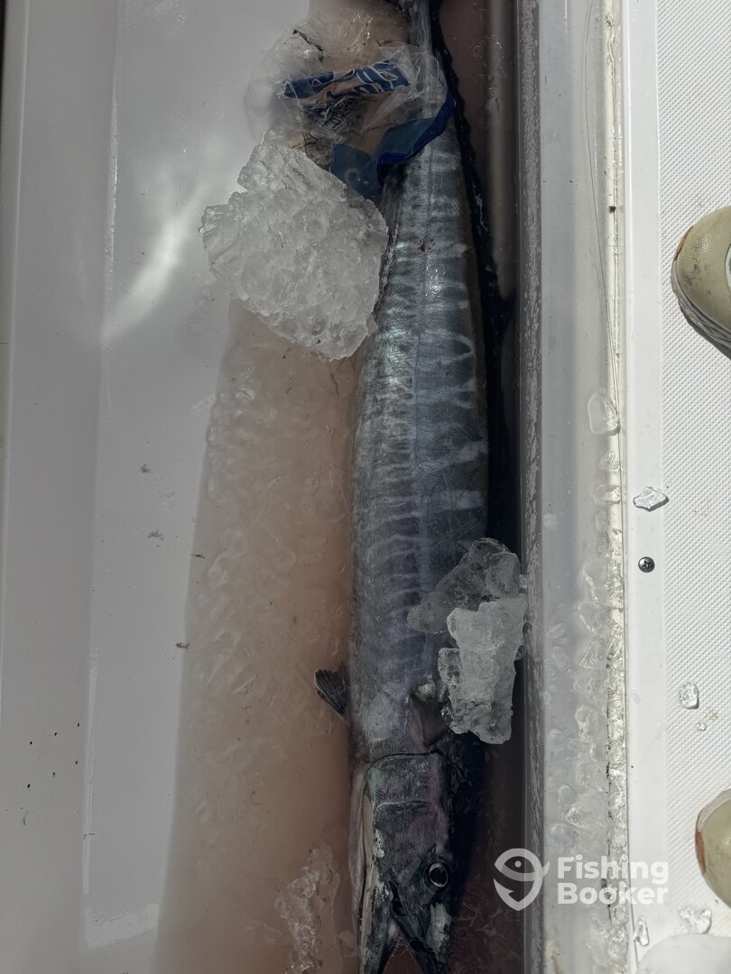 ? Offshore Action – Wahoo & Mahi on Ice - Fajardo Fishing Report ...